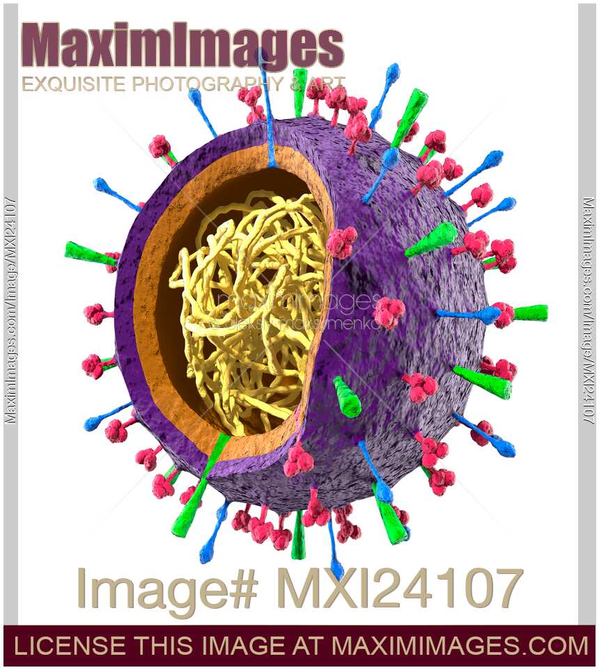 Photo of Colored flu virus Influenza A particle showing its structure ...