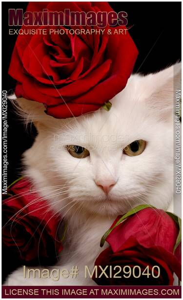 Photo of Cute Snow White Cat in Red Roses | Stock Image MXI29040