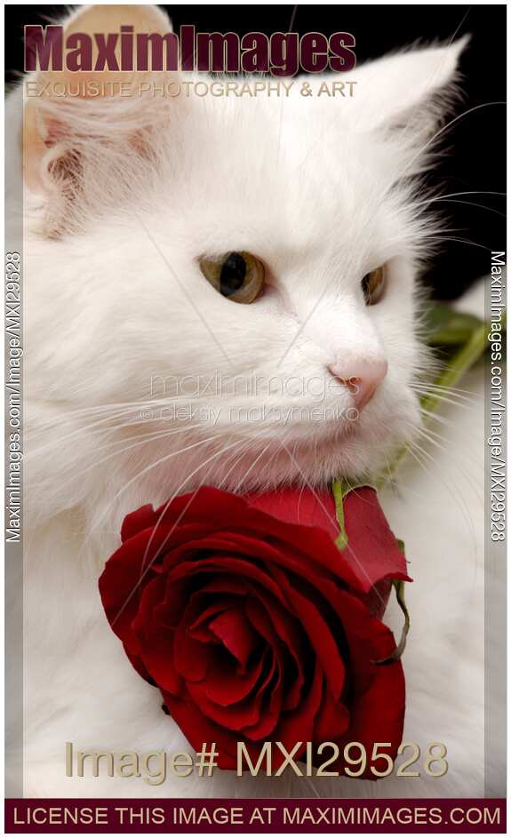 Photo of Cute Snow White Cat with a Red Rose | Stock Image MXI29528