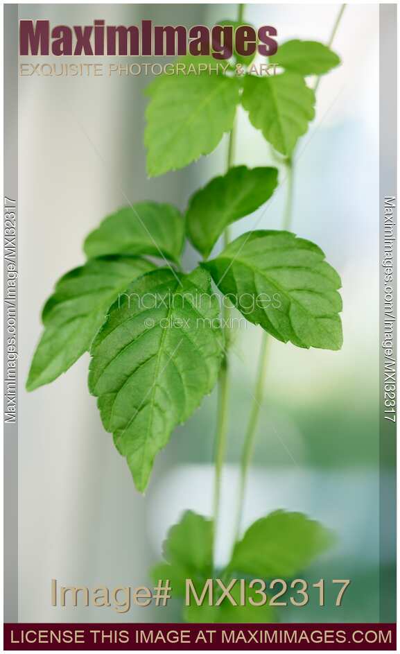 Photo of Jiaogulan Gynostemma pentaphyllum Jiao Gu Lan leaves | Stock ...