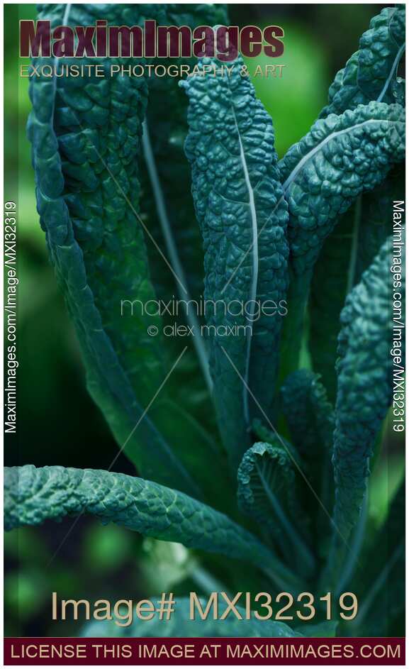 Photo of Lacinato kale Cavolo nero Dinosaur kale green leaves in a ...