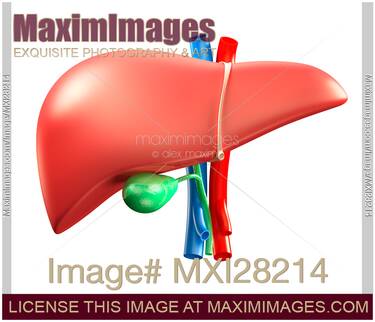 Image of Liver and gall bladder illustration | Stock Image MXI28214