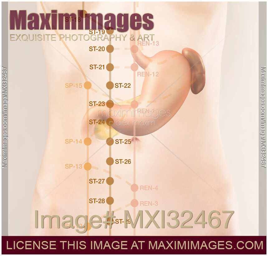 Image of TCM Stomach and Spleen meridian acupuncture points | Stock Image MXI32467