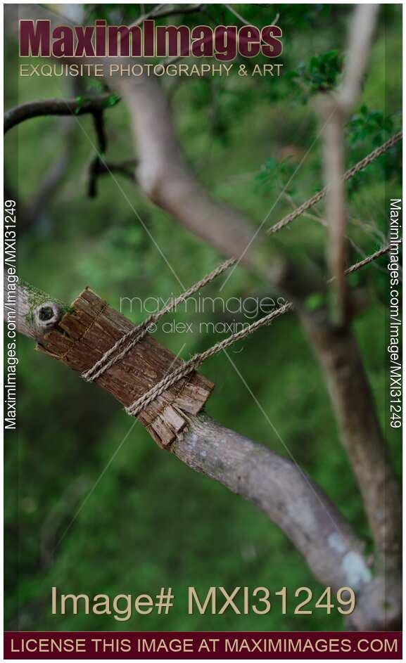 Photo of Tree branch rope support in a Japanese garden | Stock Image ...
