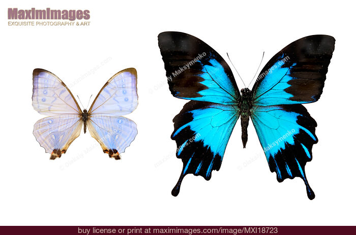 Two Butterflies Morpho and Swallowtail. Stock Photo MXI18723
