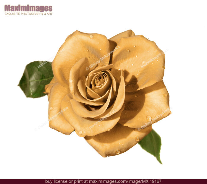 Yellow rose cut out. Stock Photo MXI19167