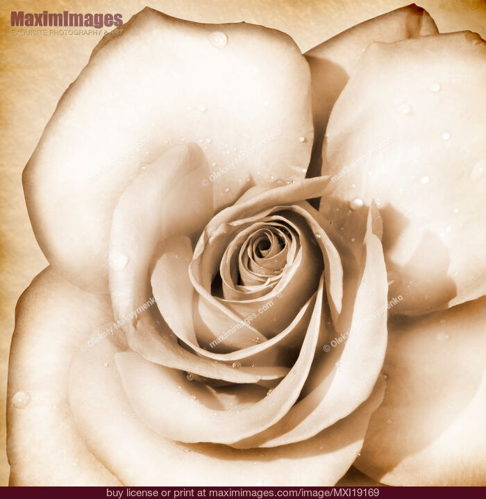 Vintage Rose. Stock Photo MXI19169