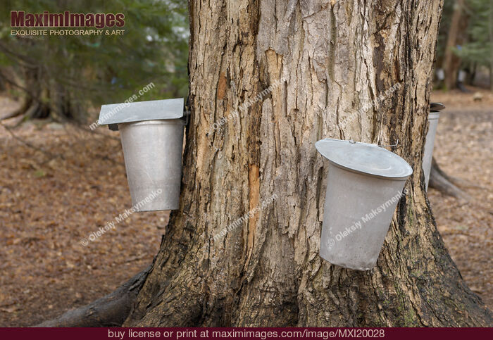 Collecting Sugar Maple Sap. Stock Photo MXI20028