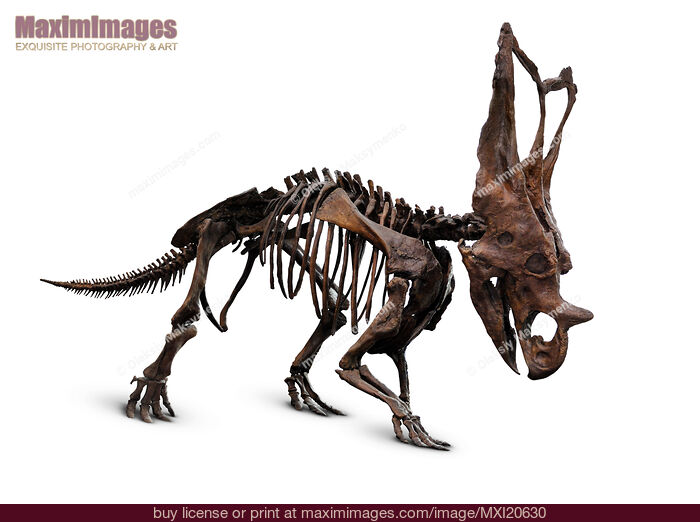 Horned Dinosaur Skeleton. Stock Photo MXI20630