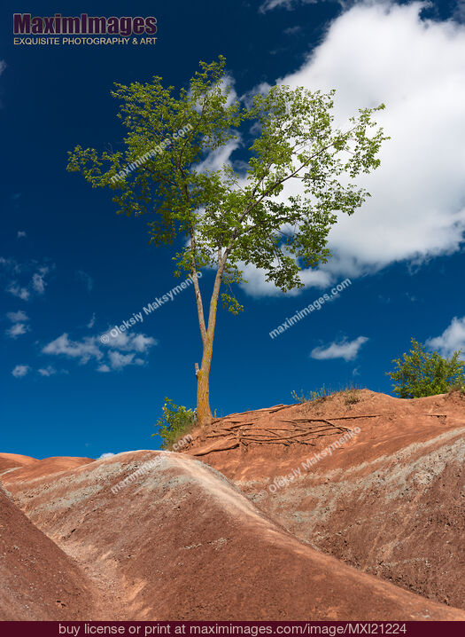 Tree in Badlands. Stock Photo MXI21224