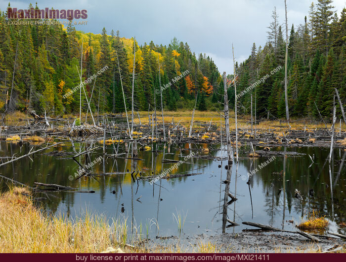 Drowned Trees. Stock Photo MXI21411