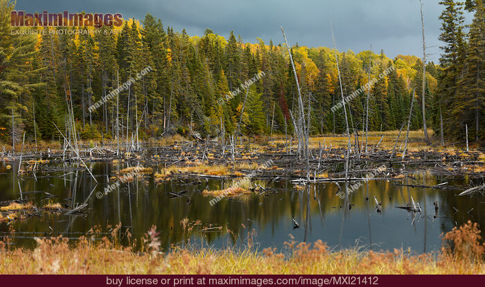 Drowned Trees. Stock Photo MXI21412