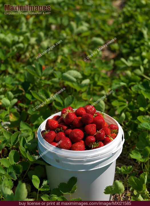 Strawberry Farm. Stock Photo MXI21585