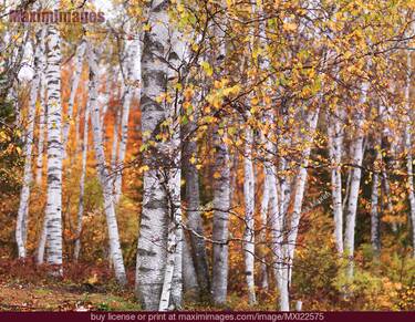 Birch Trees Fall Scenery. Stock Photo MXI22575