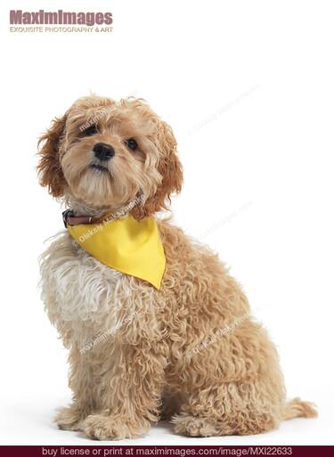Cockapoo Dog Isolated on White Background. Stock Photo MXI22633