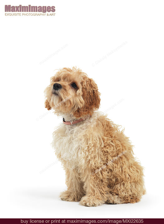 Cockapoo Dog Isolated on White Background. Stock Photo MXI22635