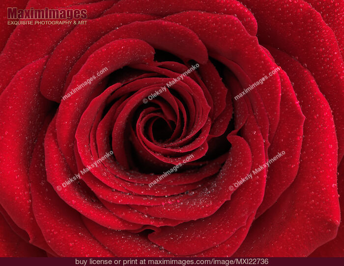 Beautiful Red Rose. Stock Photo MXI22736
