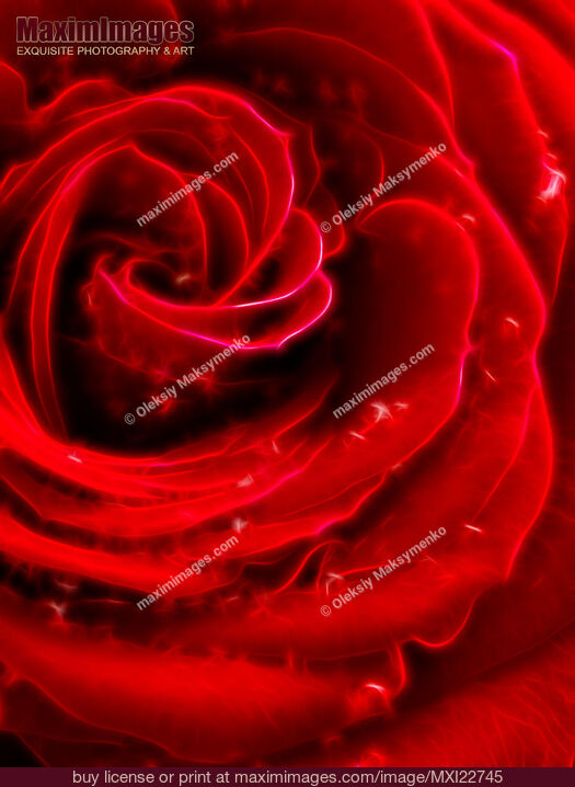 Beautiful Abstract Red Rose. Stock Image MXI22745