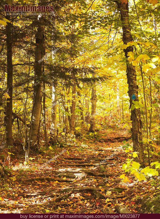 Hiking Trail in a Park. Stock Photo MXI23877