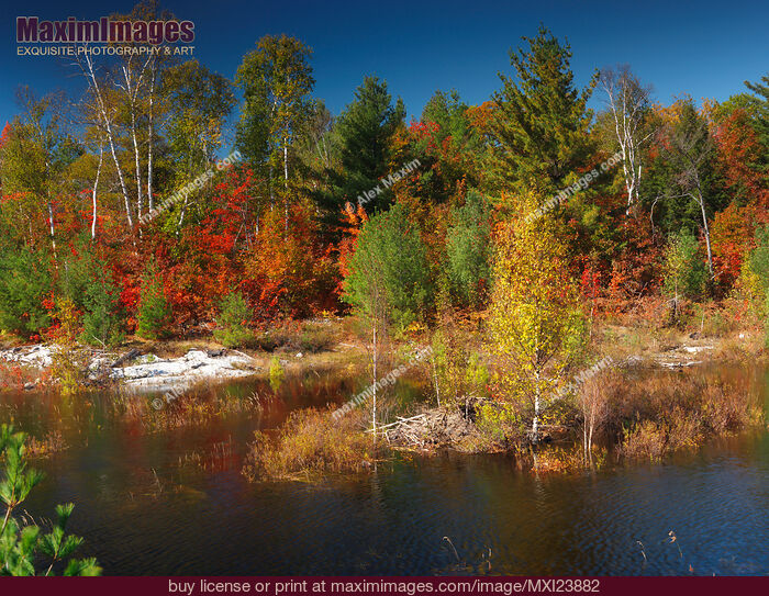 Beaver Pond Fall Nature Scenery. Stock Photo MXI23882