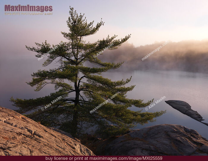 Pine tree at Killarney Provincial Park. Stock Photo MXI25559