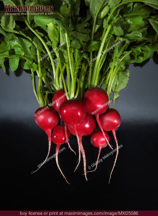 Radishes food still life. Stock Photo MXI25586