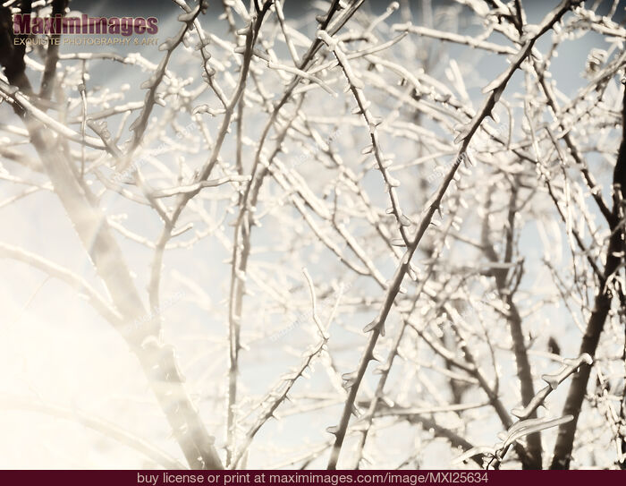 Frozen tree branches in winter. Stock Photo MXI25634