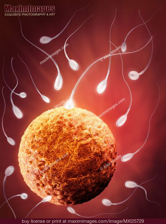 Ovum and spermatozoa Human egg and sperm 3D illustration. Stock Image ...