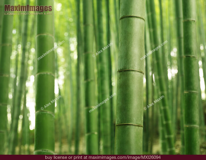 Bamboo forest closeup green abstract background. Stock Photo MXI26094