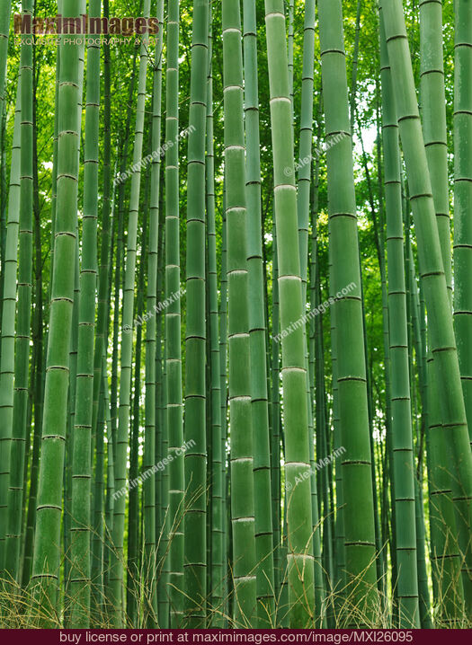 Green stems of bamboo forest. Stock Photo MXI26095