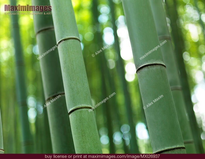 Bamboo stems. Stock Photo MXI26937