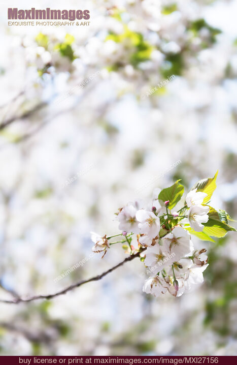 White cherry blossom flowers. Stock Photo MXI27156