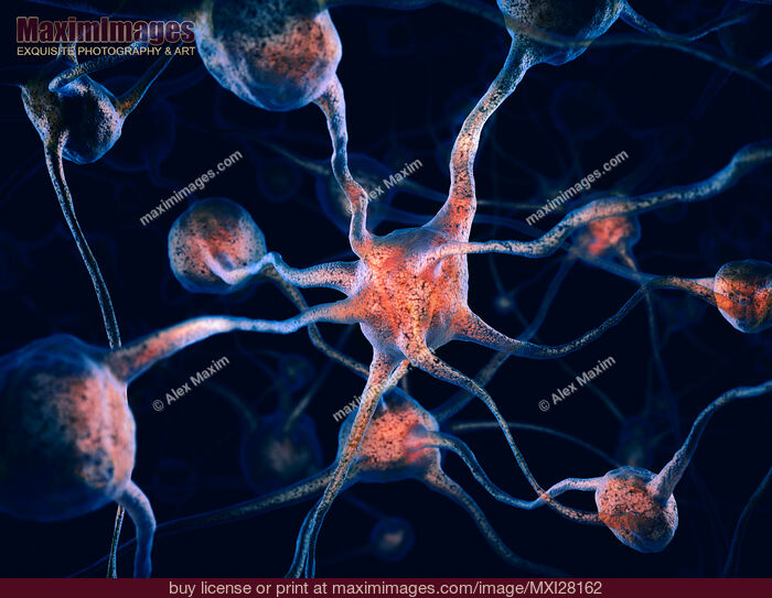 Neurons Nervous system Brain cells scientific 3D illustration. Stock ...