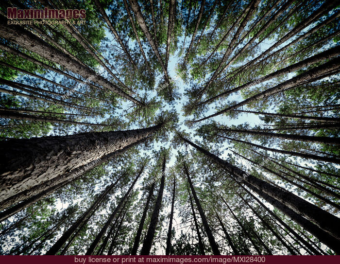 Tree tops of tall pine forest stretching up into the sky. Stock Photo ...