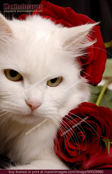 Cute Snow White Cat in Red Roses. Stock Photo MXI28980