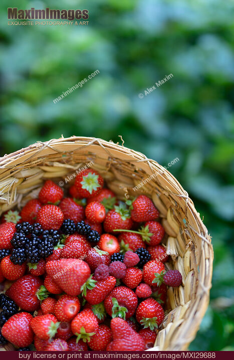 Home grown strawberries and other berries in a basket. Stock Photo MXI29688
