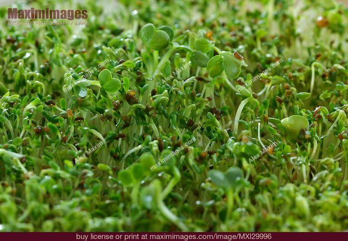 Watercress sprouts closeup abstract green background. Stock Photo MXI29996