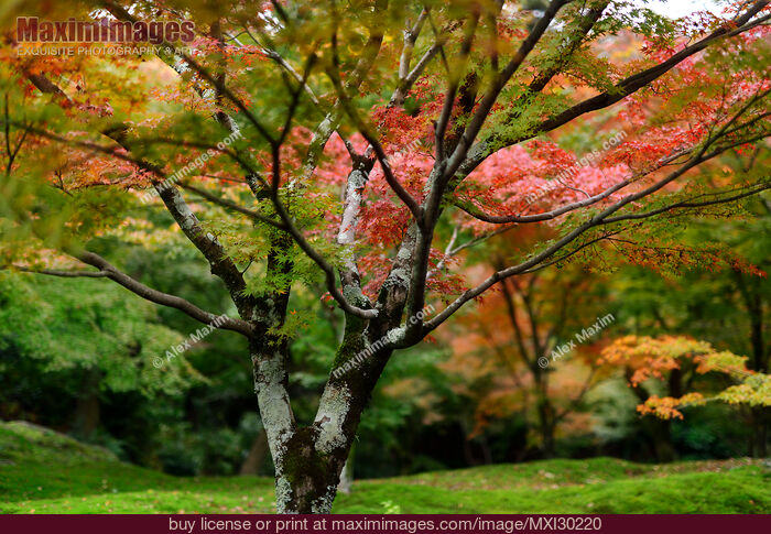 Colorful maple tree in a beautiful autumn scenery in a Japanese garden. Stock Photo MXI30220