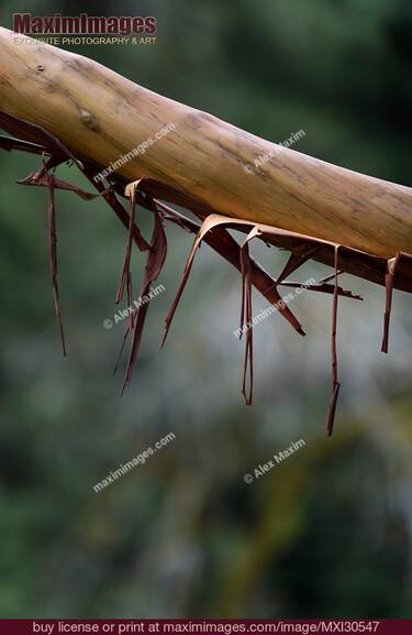 Peeling off bark revealing smooth trunk of an Arbutus tree at Vancouver ...