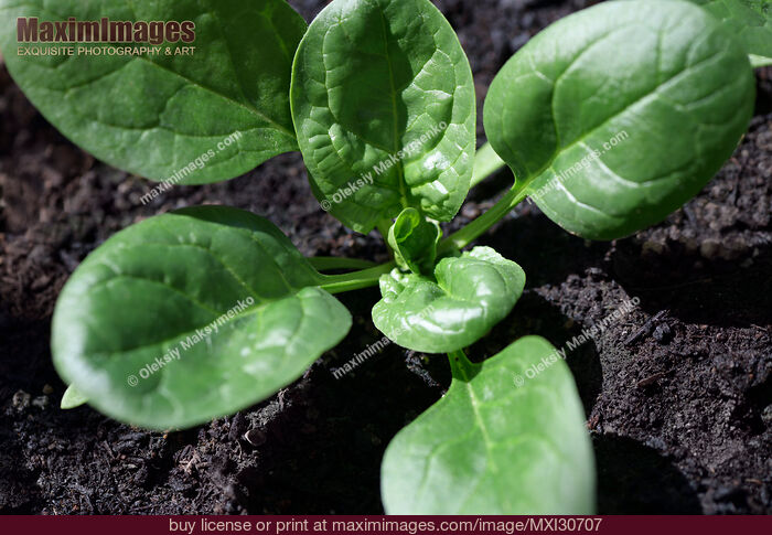 Closeup of a young spinach plant in soil. Stock Photo MXI30707