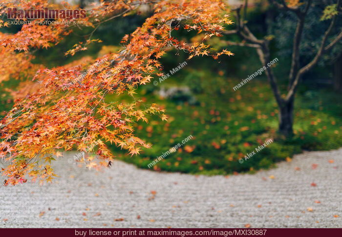 Japanese maple red tree leaves Zen garden of Tenjuan Temple in Kyoto ...