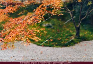 Japanese maple red tree leaves Zen garden of Tenjuan Temple in Kyoto ...
