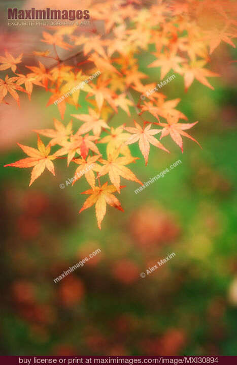 Japanese maple tree yellow leaves closeup. Stock Photo MXI30894