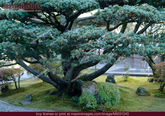 Japanese white pine tree, Pinus parviflora at Ginkaku-ji temple garden ...
