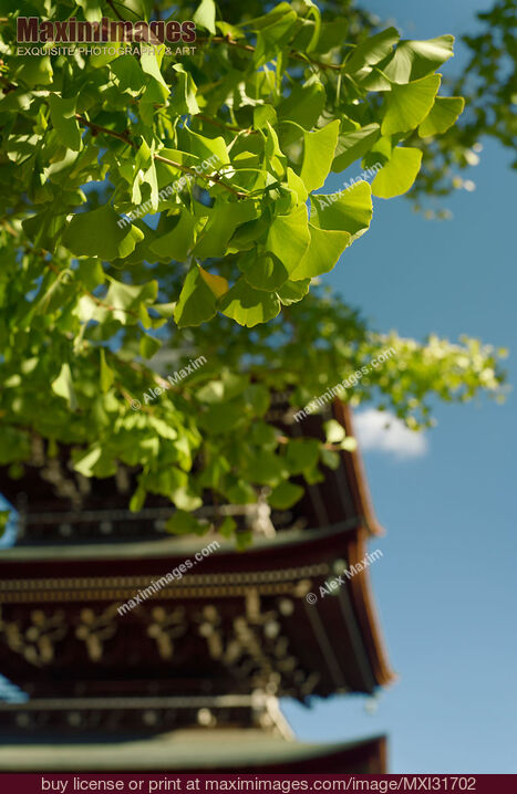 Leaves of the Great Ginkgo tree at Hida Kokubunji Temple in Takayama ...