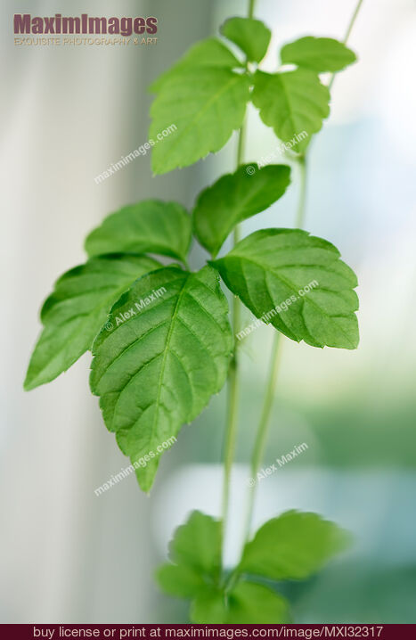 Jiaogulan Gynostemma pentaphyllum Jiao Gu Lan leaves. Stock Photo MXI32317