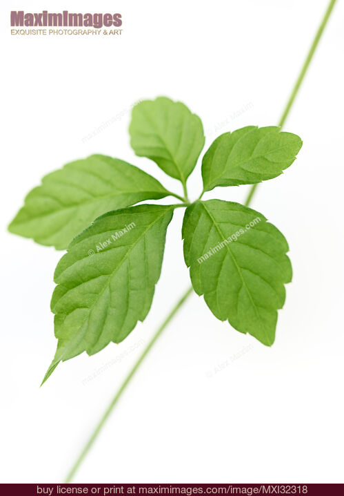 Jiaogulan Gynostemma pentaphyllum Jiao Gu Lan closeup of leaves on ...