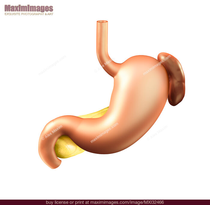 Human Stomach Spleen and Pancreas medical illustration. Stock Image MXI32466