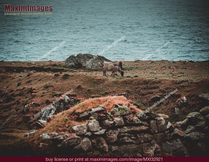 Sheep by sea shore in Ireland moody landscape scenery. Stock Photo MXI32921