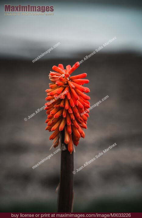 Red Hot Pokers Torch Lily Flowers. Stock Photo MXI33226